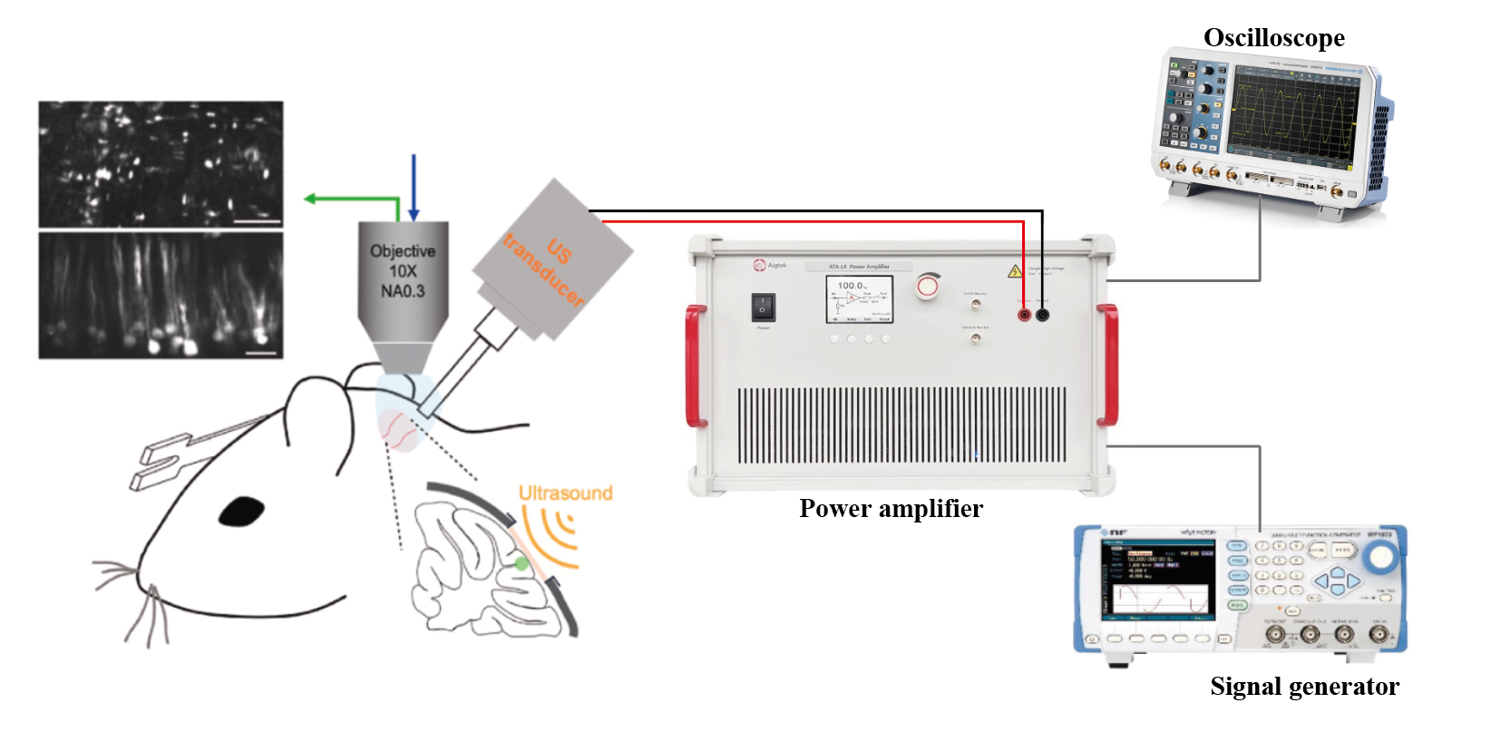 ATA-L4水声功率放大器赋能：超声对脑皮层神经活动研究的创新应用 - 与非网